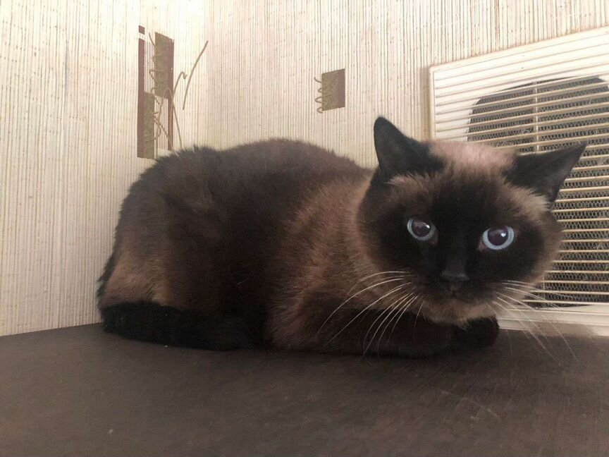 Котики ищут дом