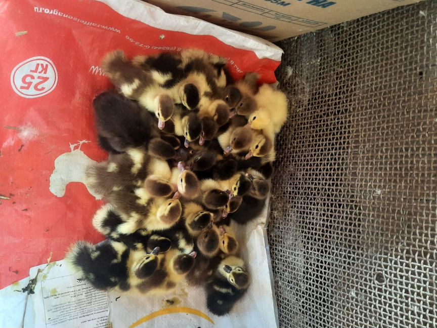 Индоутята суточные