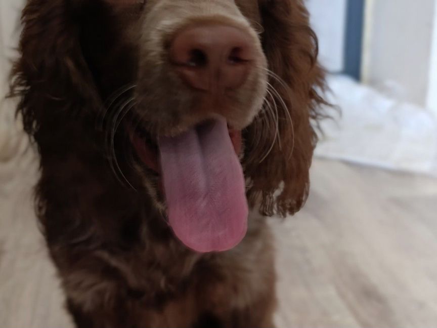 Собака в добрые руки щенок русский спаниель