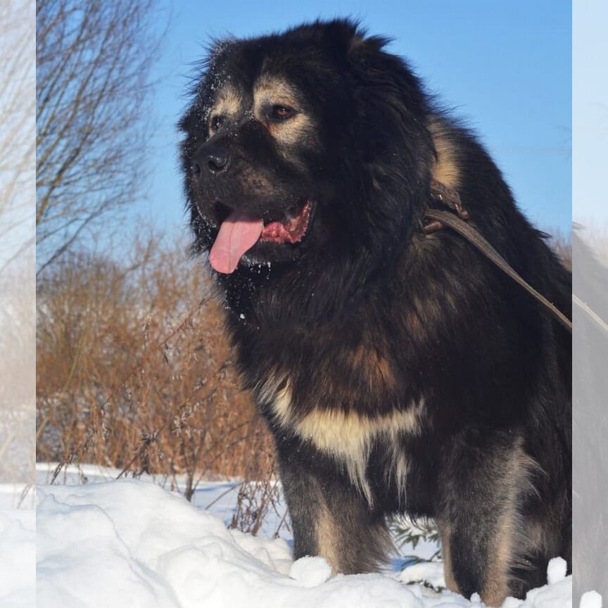 Щенки кавказской овчарки