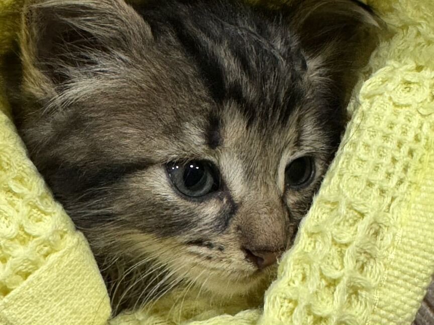 Кот 1 месяц ищет дом