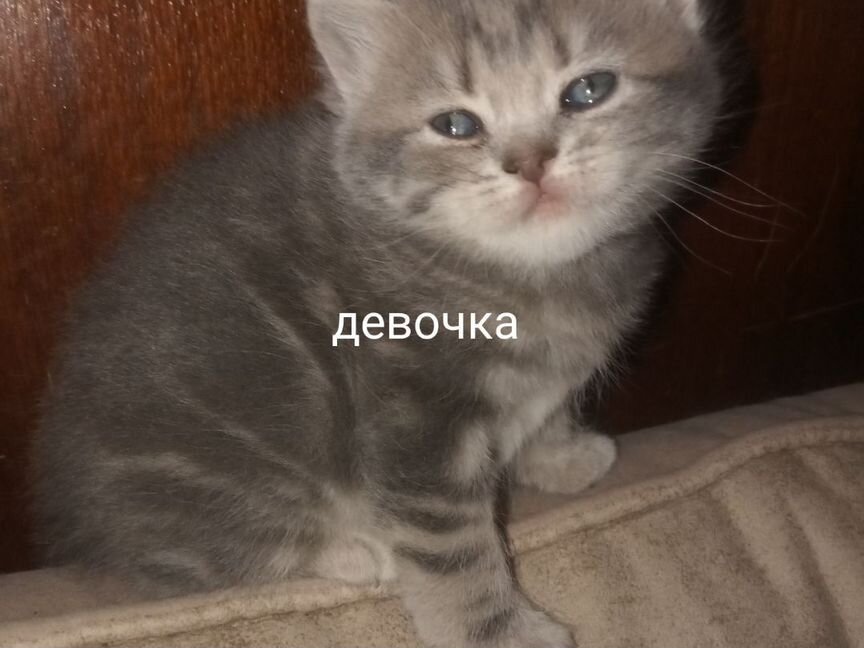 Шотландские котята
