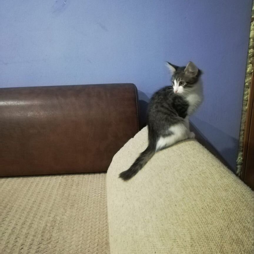 Котята, отдают в добрые руки бесплатно