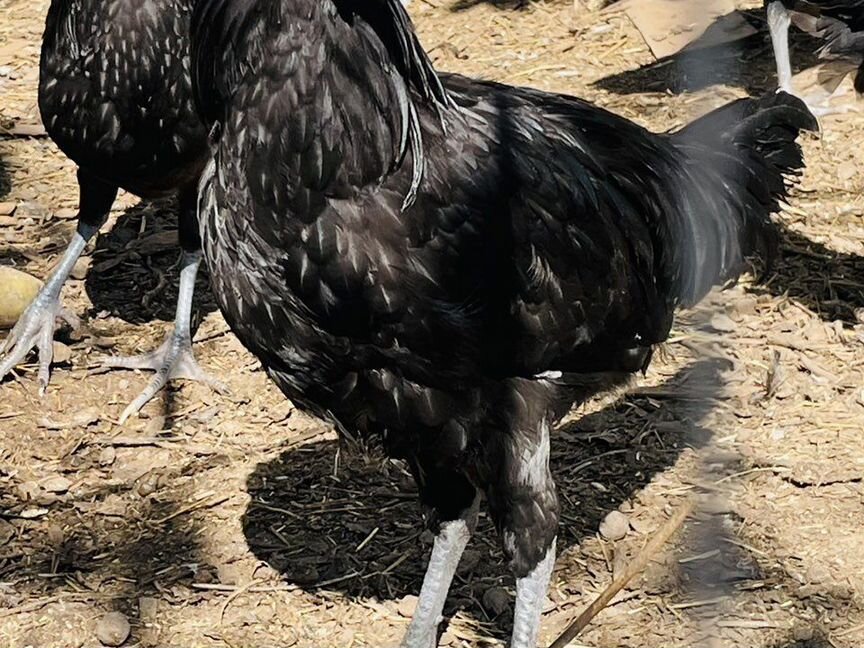 Петух Ла флеш