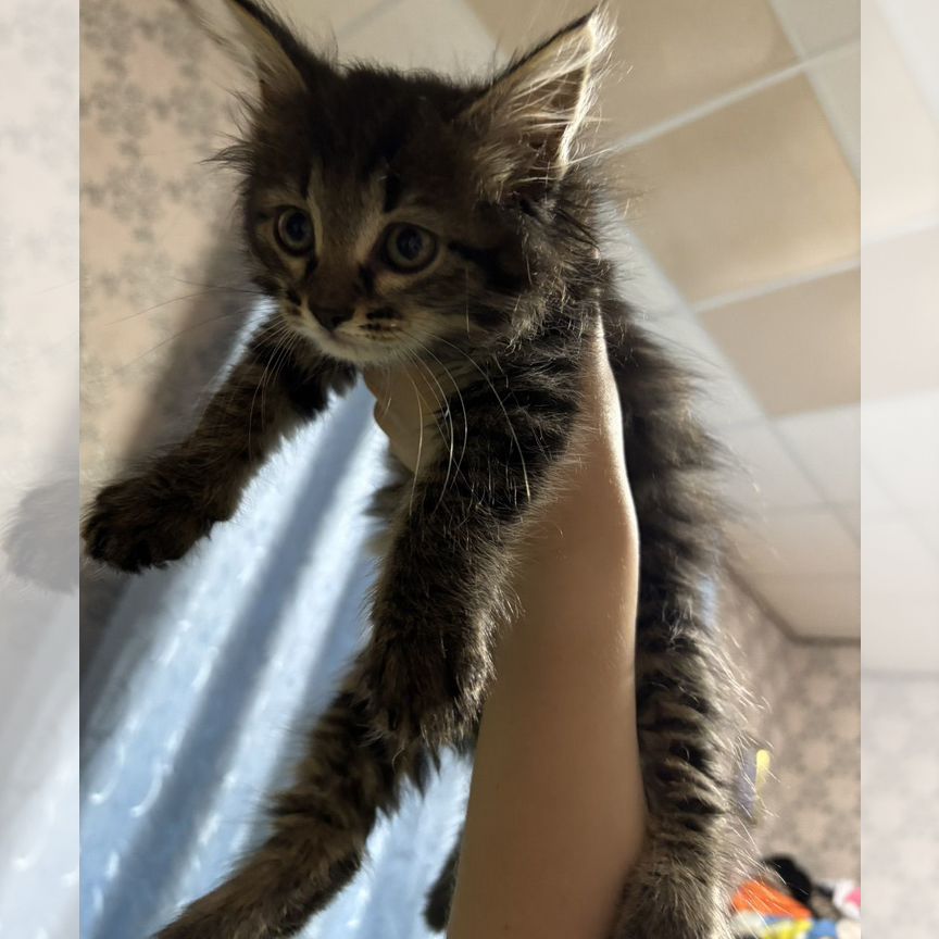 Котенок