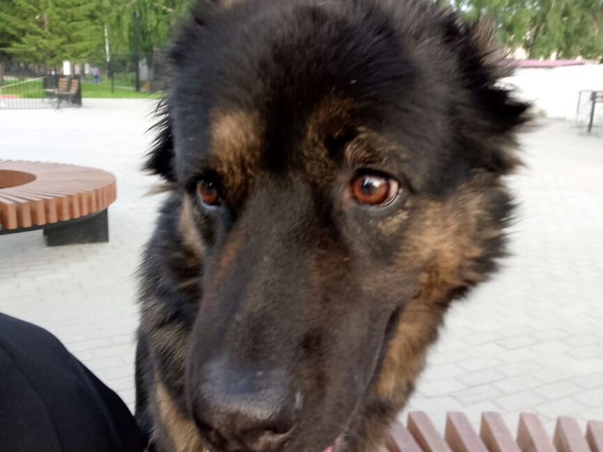 Собака в добрые руки