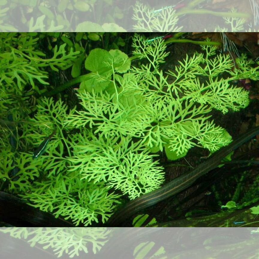 Индийский папоротник