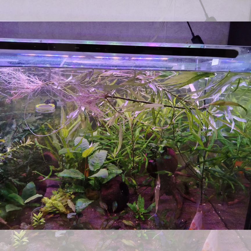 Аквариумные растения прополка