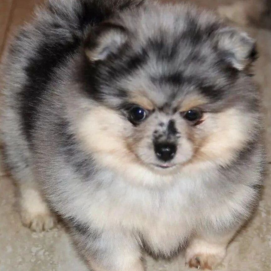 Померанский шпиц