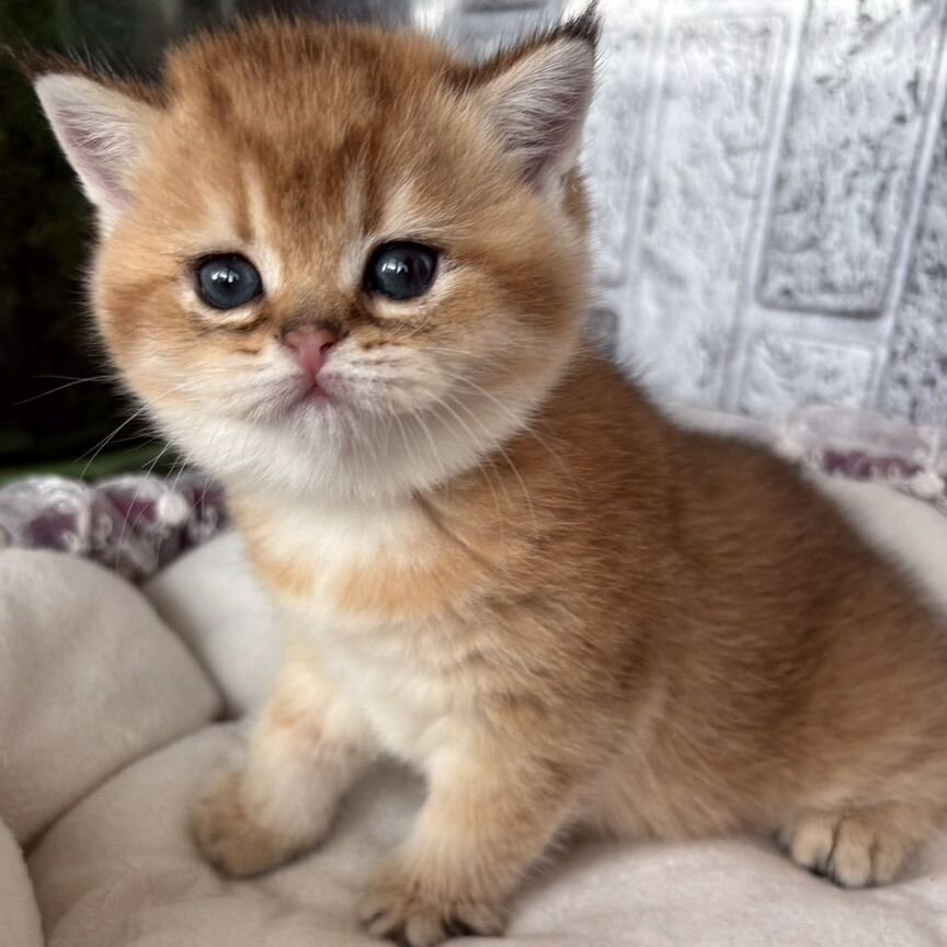 Британский короткошёрстный котёнок