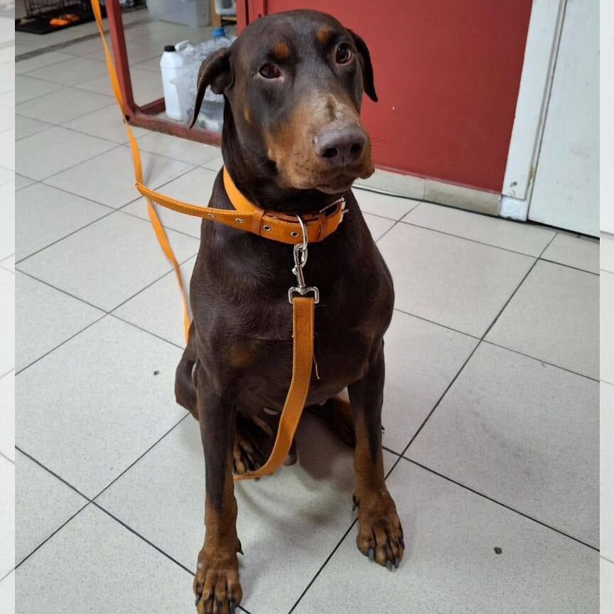 Доберман в добрые руки бесплатно