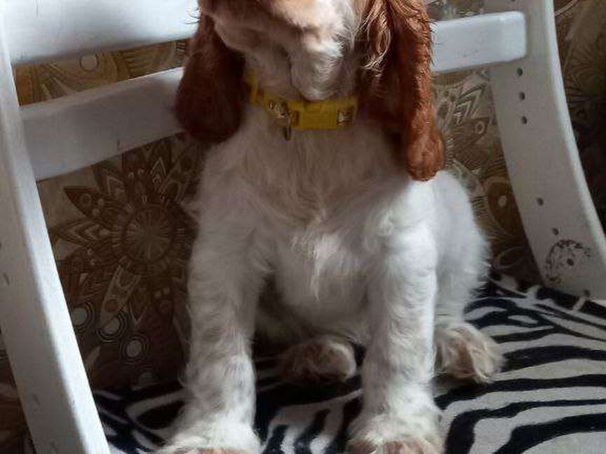 Английский кокер спаниель