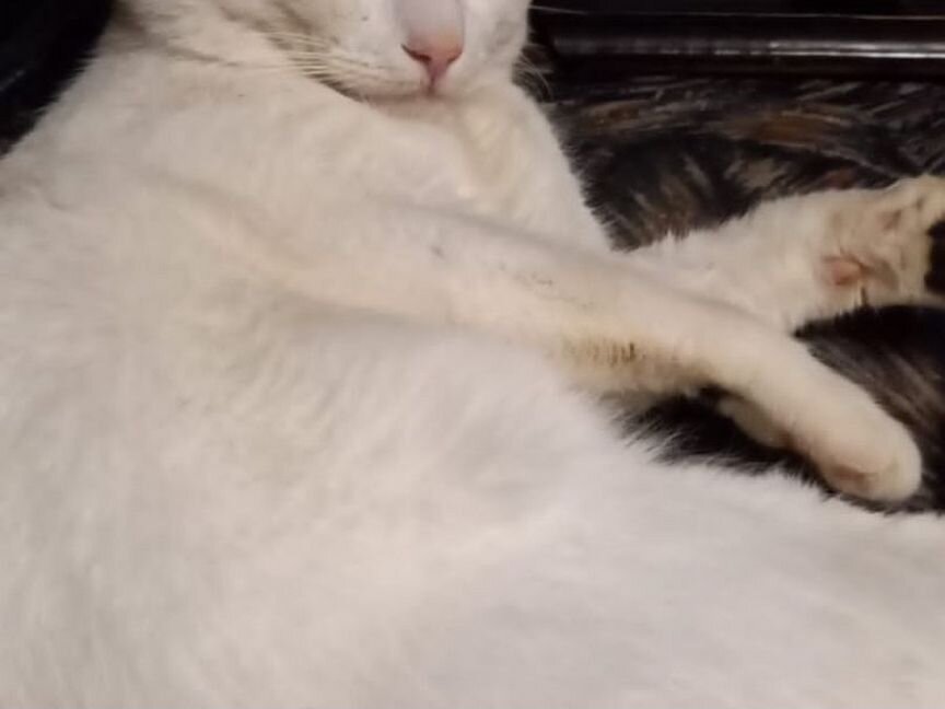 Кошки