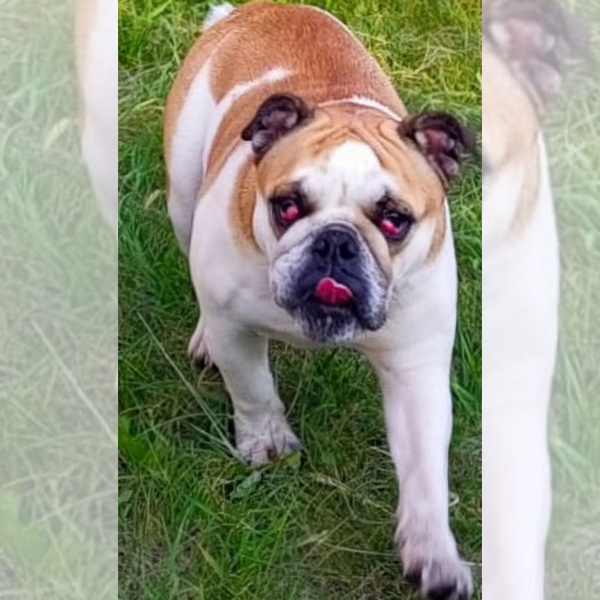 Английский бульдог, взрослая собака