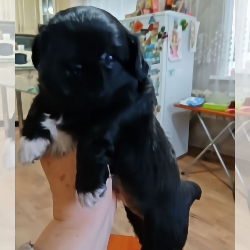 Пекинес, щенок