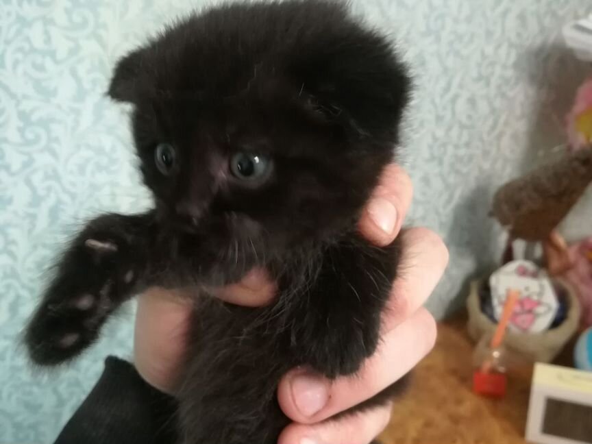 Британские котята