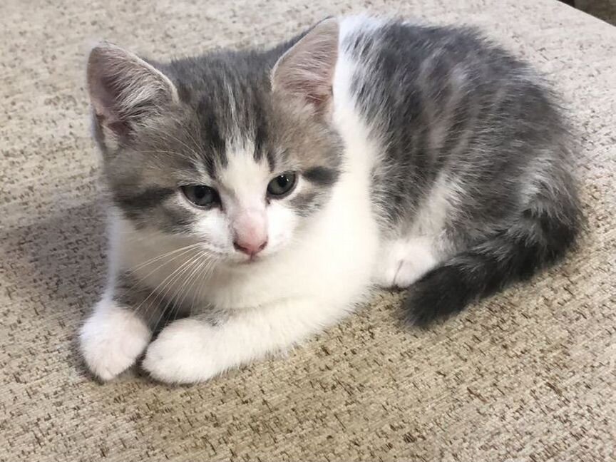 Котенок мальчик в добрые руки