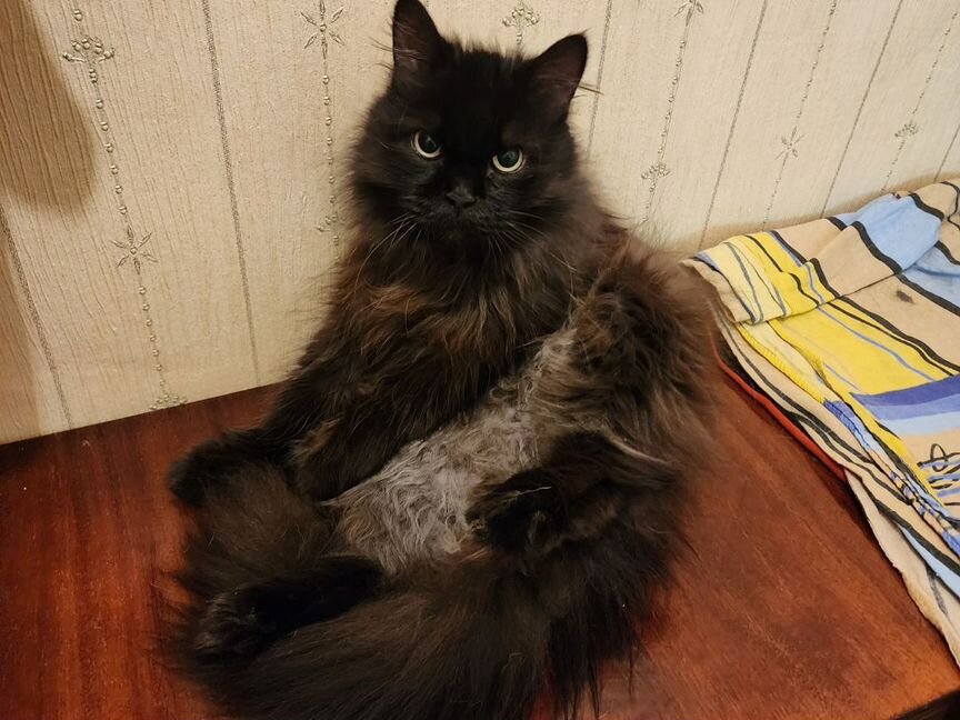 Кот в добрые руки