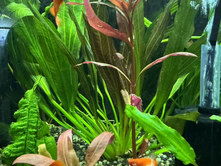 Большой куст эхинадорус