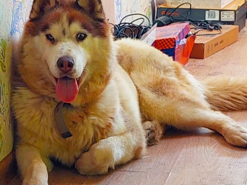 Сибирский Хаски