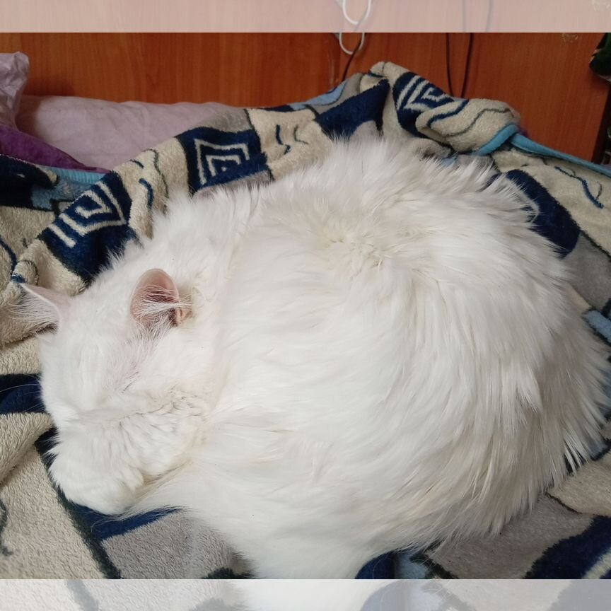 Турецкая ангора, взрослый кот