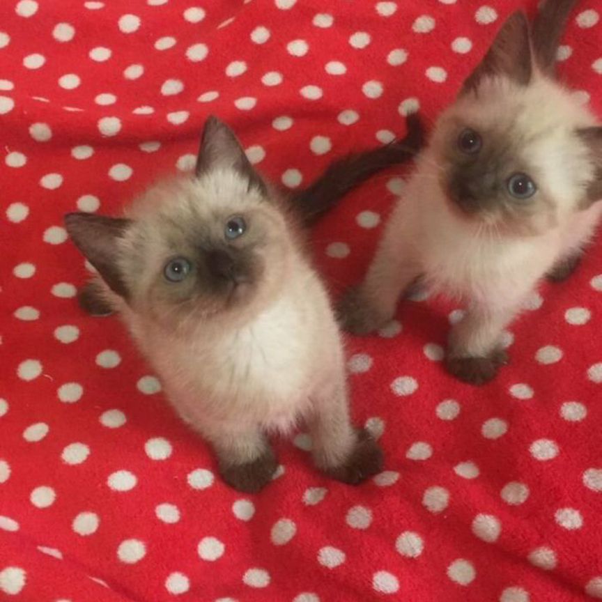 Тайские котята