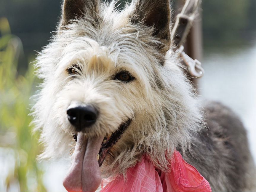 Симочка ищет дом Собака в добрые руки