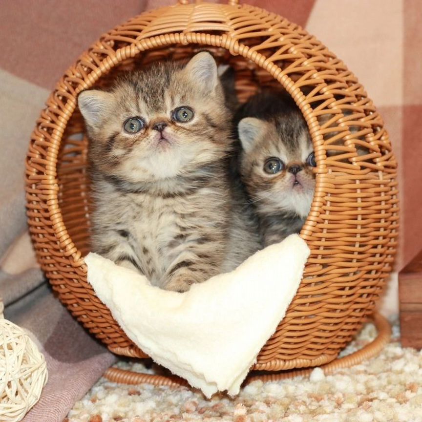 Котята экзоты