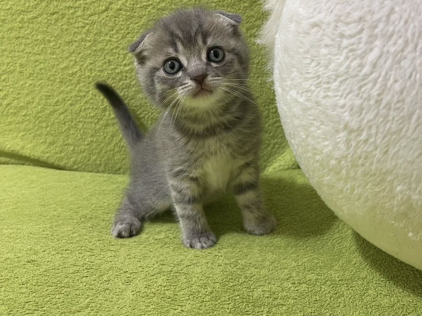 Шотландские котята