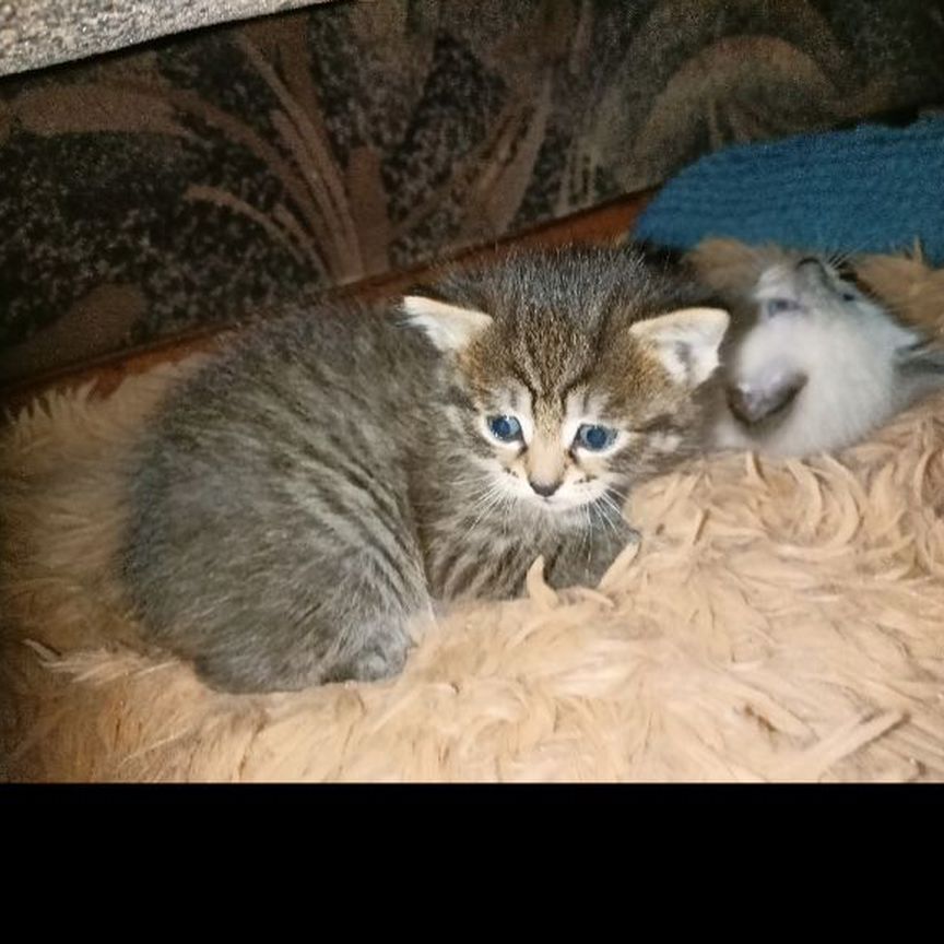 Котята в добрые руки бесплатно
