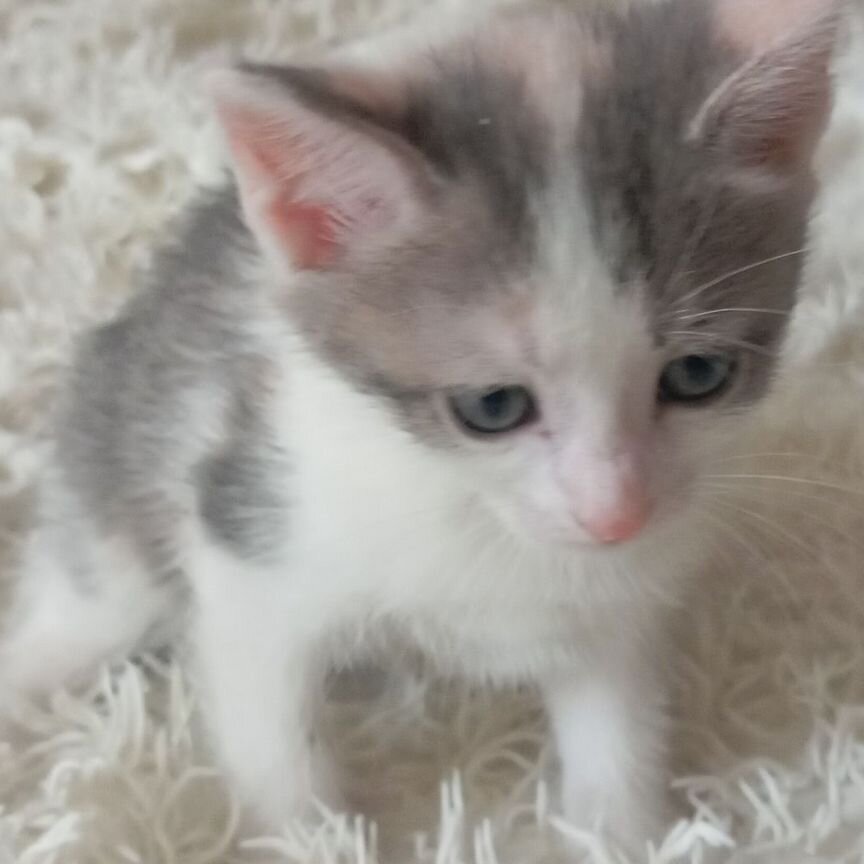 Котёнок от частного владельца
