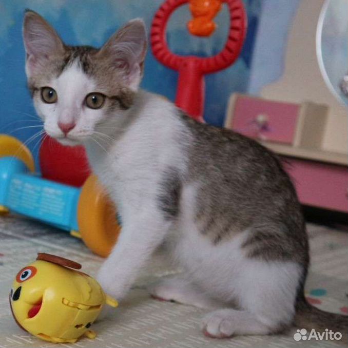 Ласковый котенок Бублик., 3,5 месяца