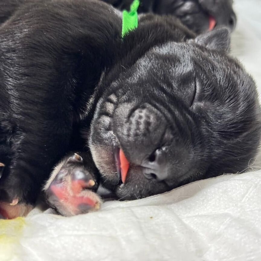 Корсо детки