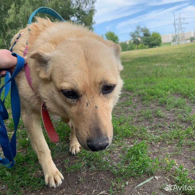 Обычная собака из приюта никому не нужна