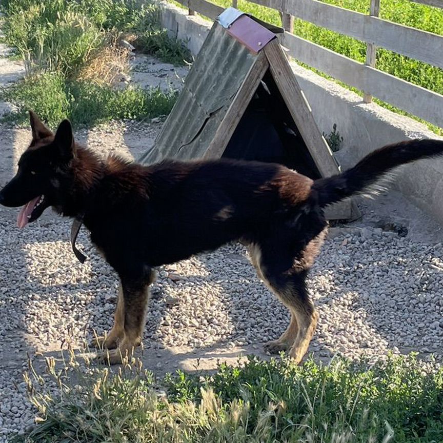 Немецкая овчарка