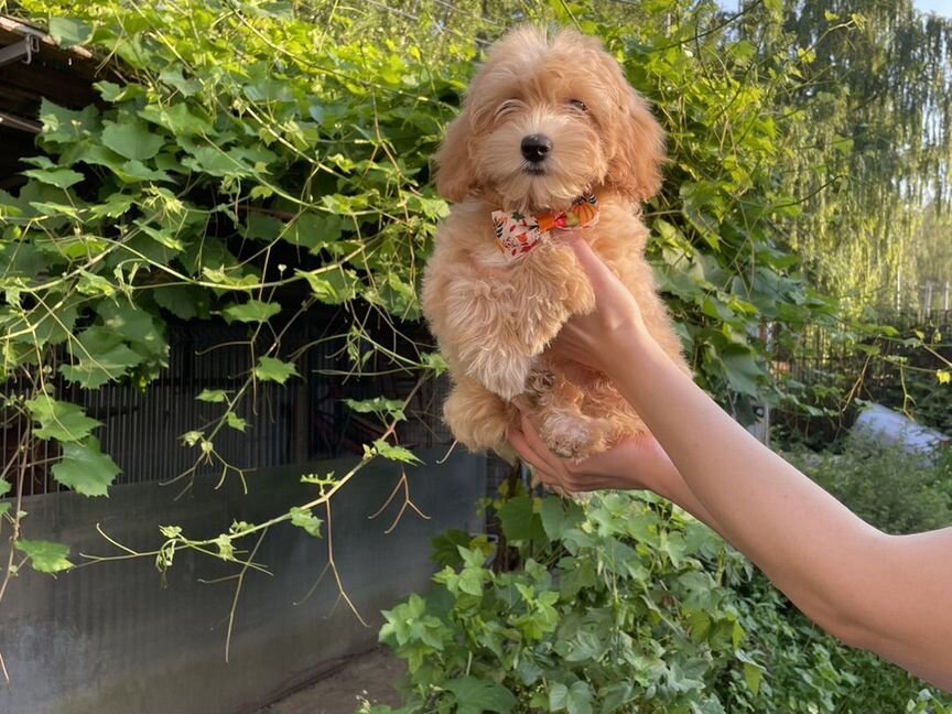 Мальчик Одуванчик Мальтипу F1