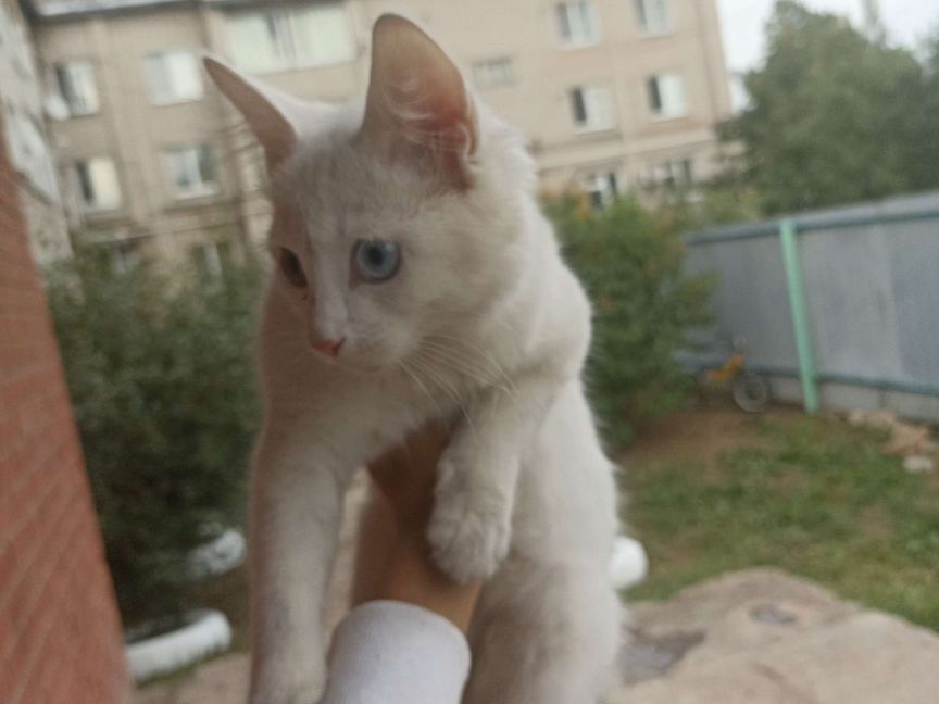 Сибирская,катионак