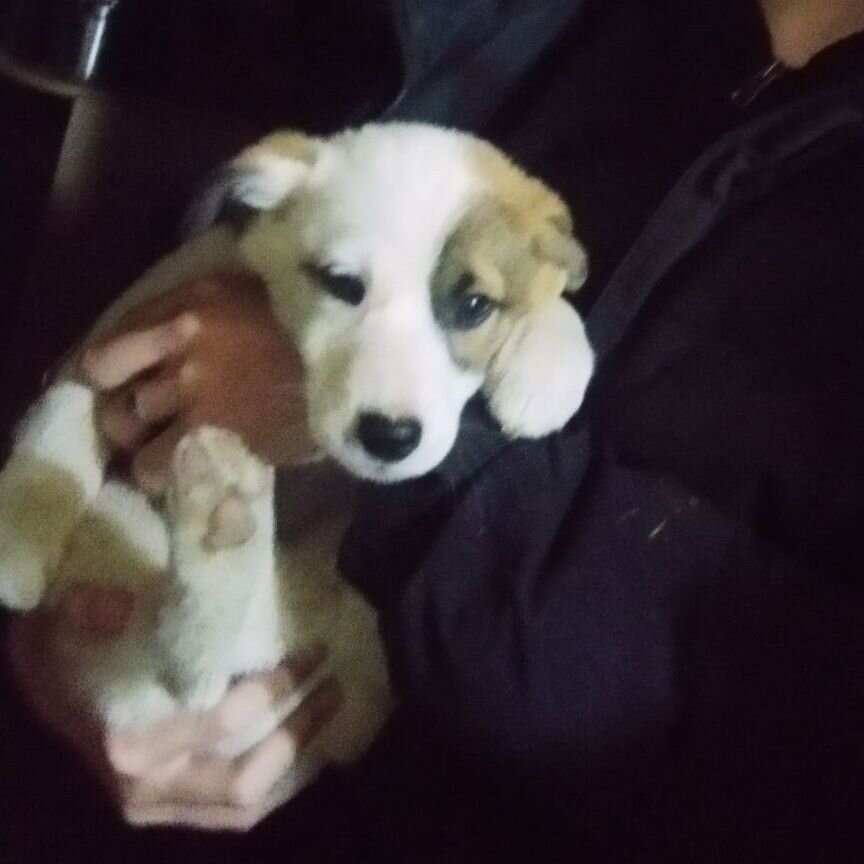 Арденнский бувье, щенок