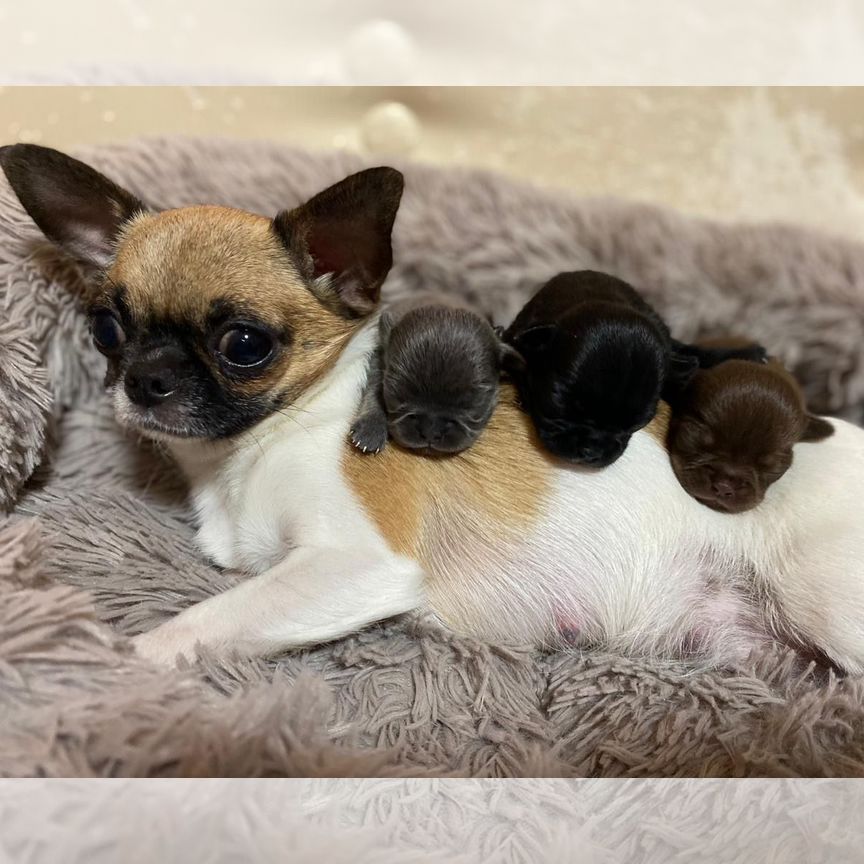 Чихуахуа, щенок