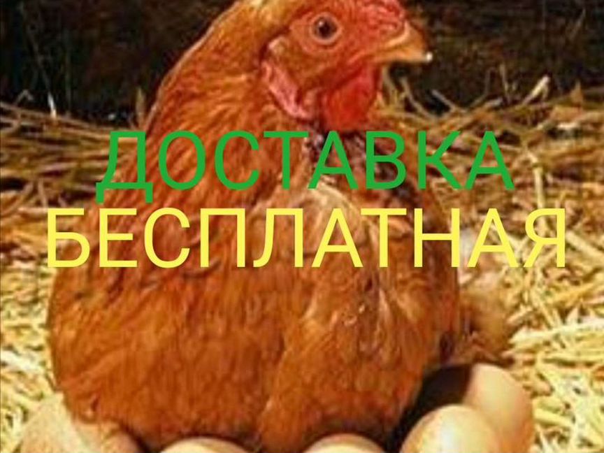 Куры красные, белые,доминант, бройлеры на мясо