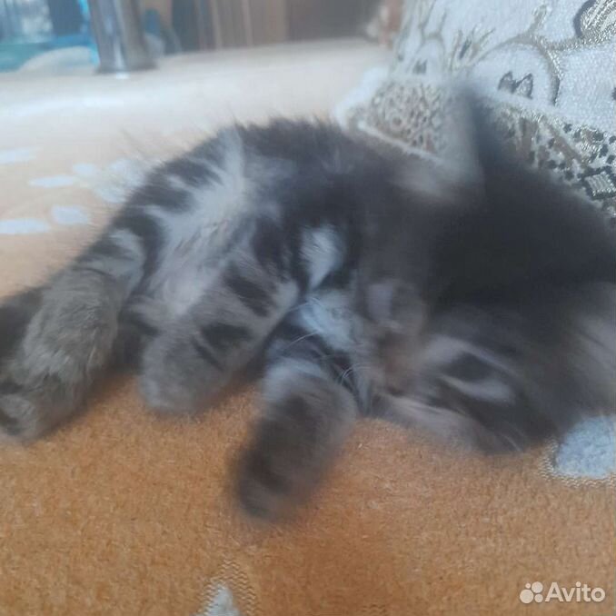 Домашние животные бесплатно кошки