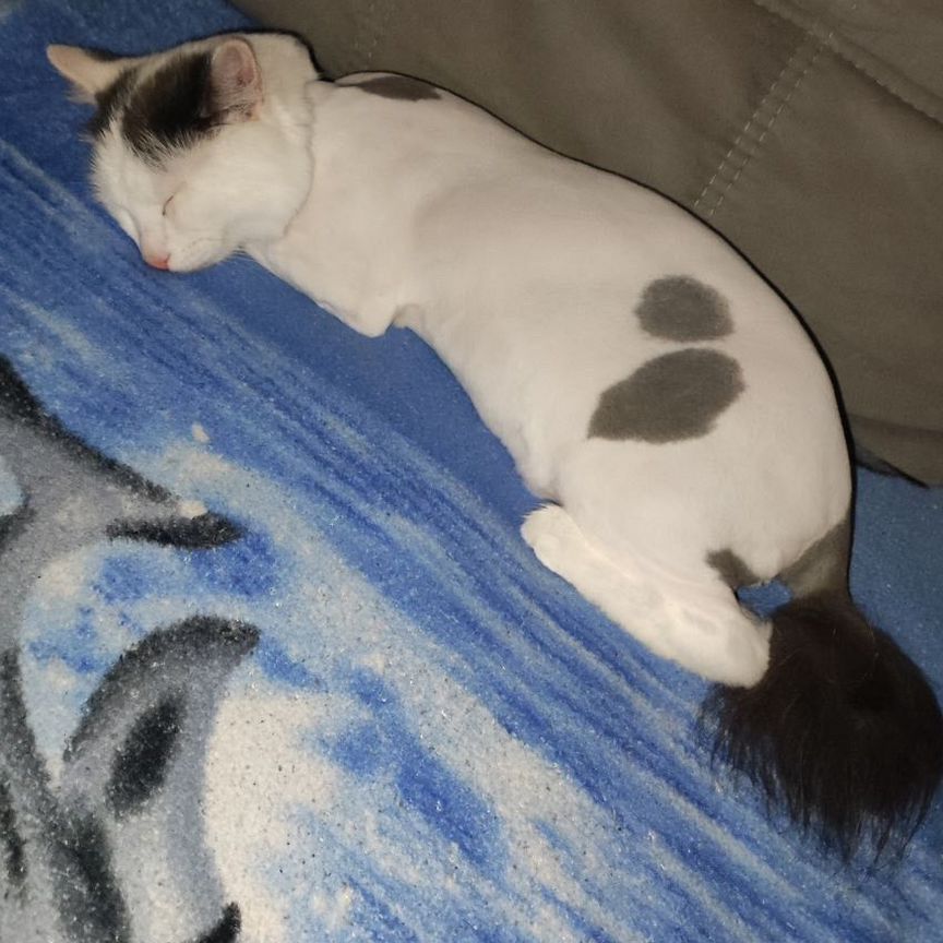 Взрослый кот в добрые руки