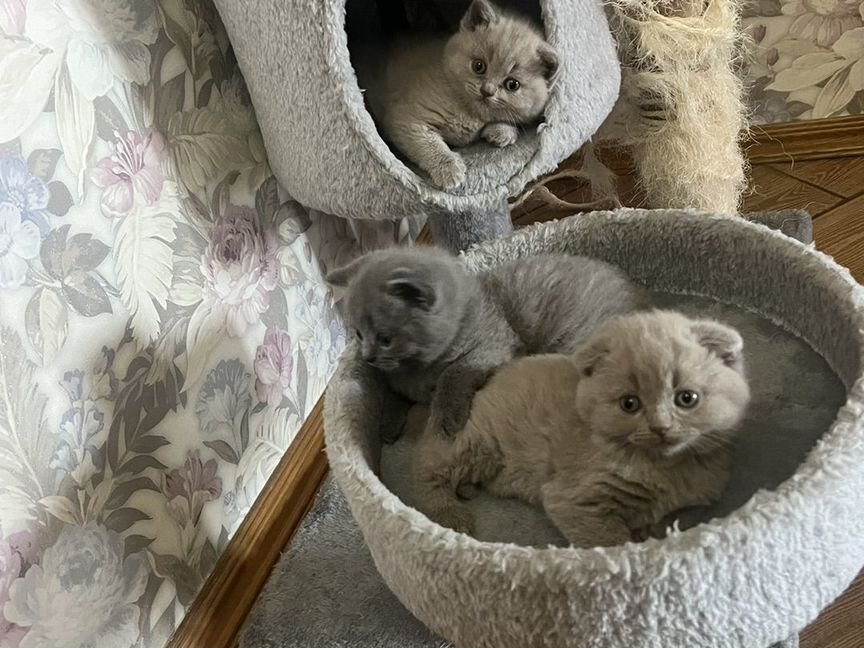 Британские котята