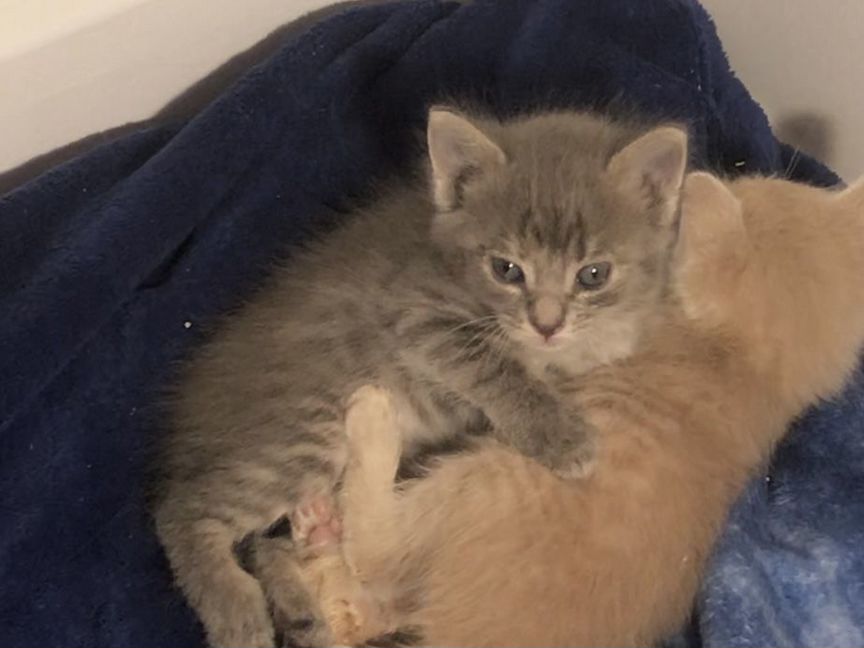 Котята в добрые руки