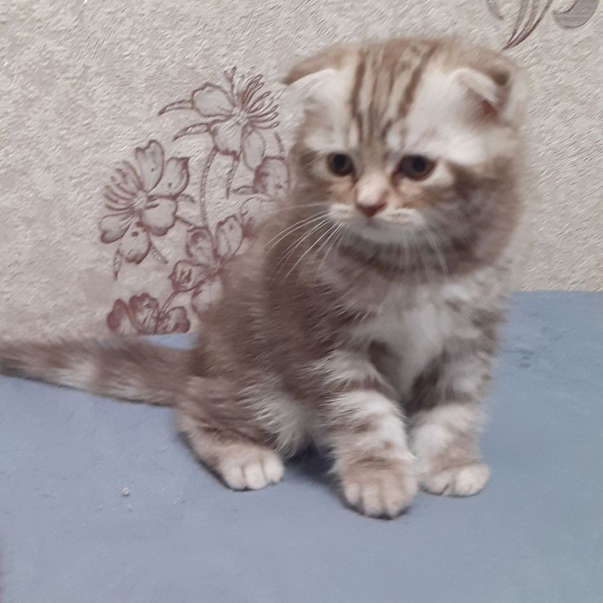 Шотландская