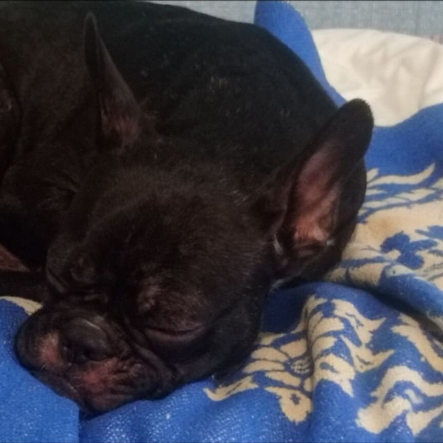 Отдаём в хорошие руки собаку французский бульдог