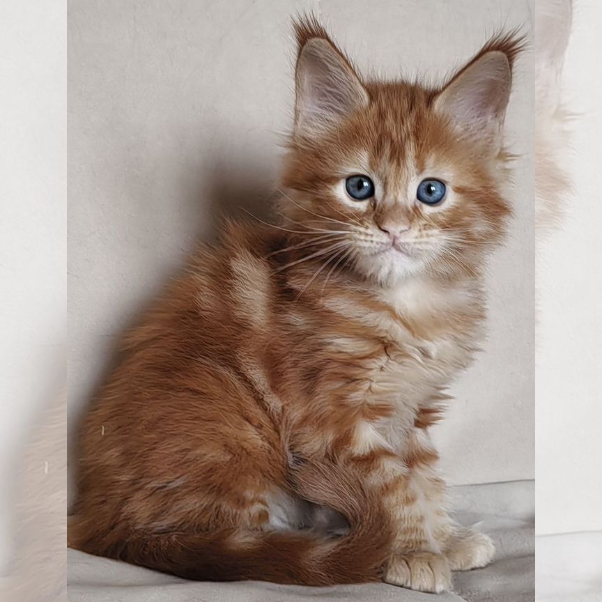 Мейн-кун котёнок