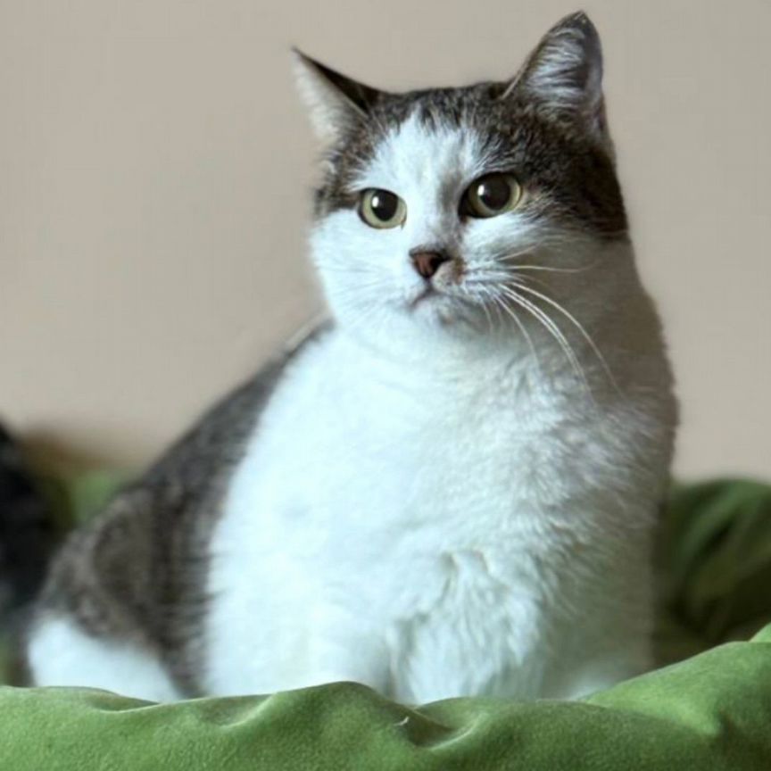 Взрослая, кошка в добрые руки