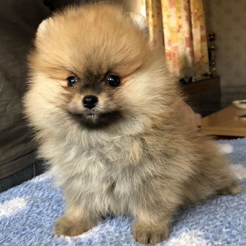 Щенки померанского шпица