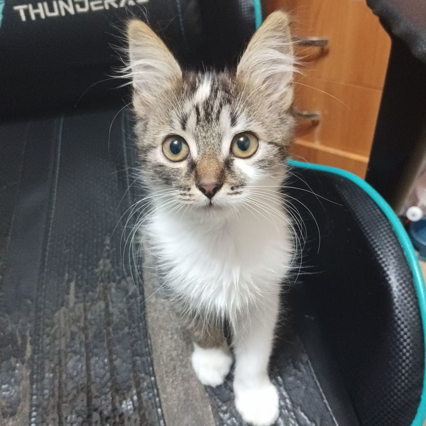 Котята ищут дом